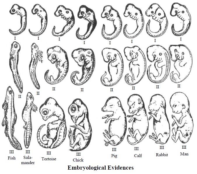 Explain Embryological Evidences Of Evolution HSC Higher Secondary